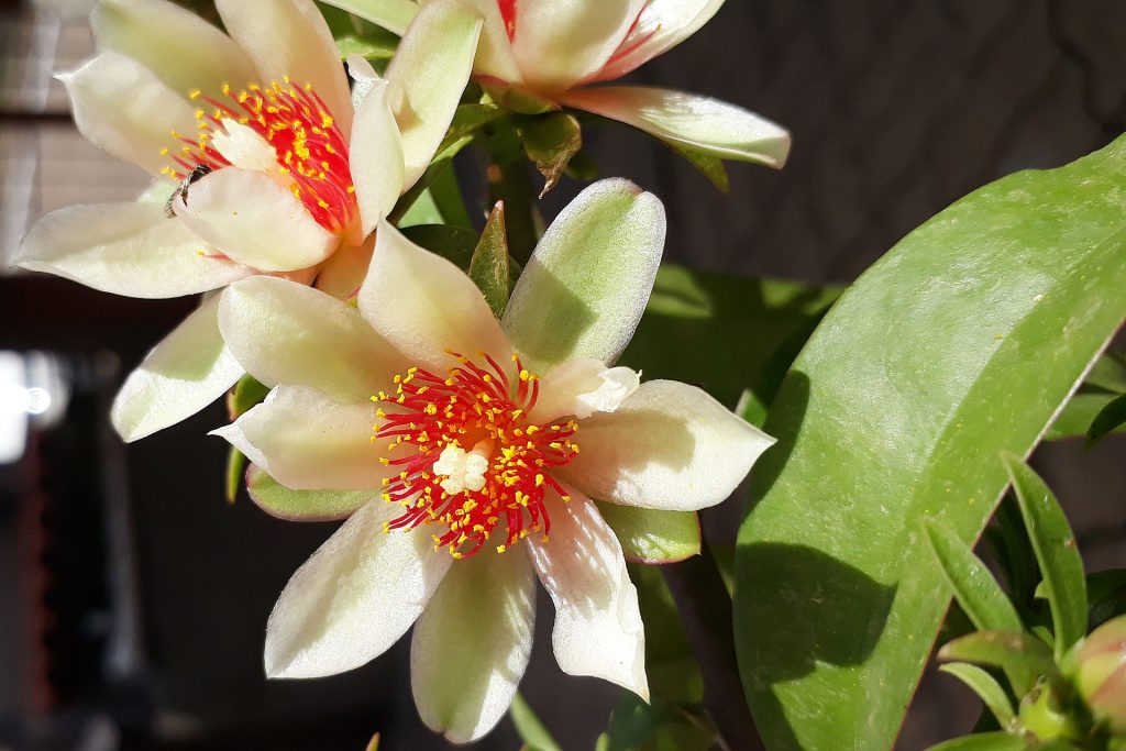 Benefícios do ora pro nobis para a saúde!