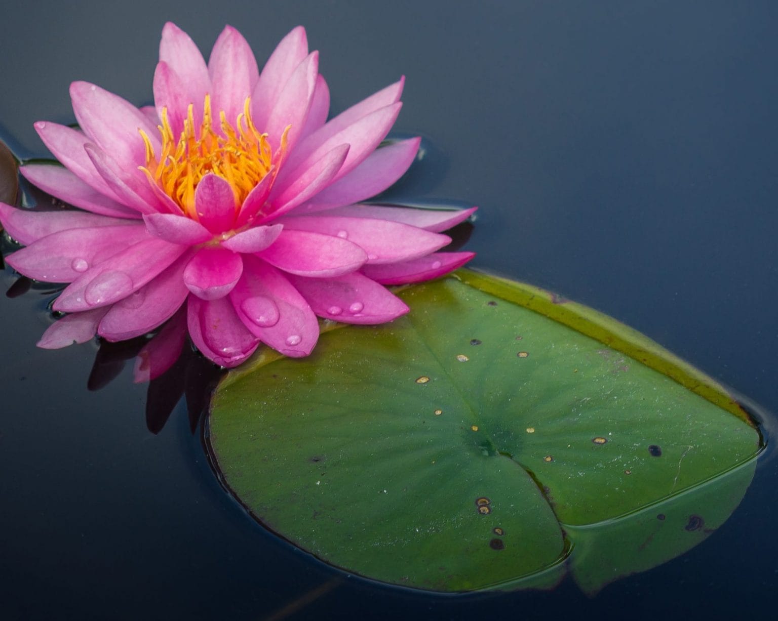 Flor de Lótus Símbolo, Significado e Curiosidades